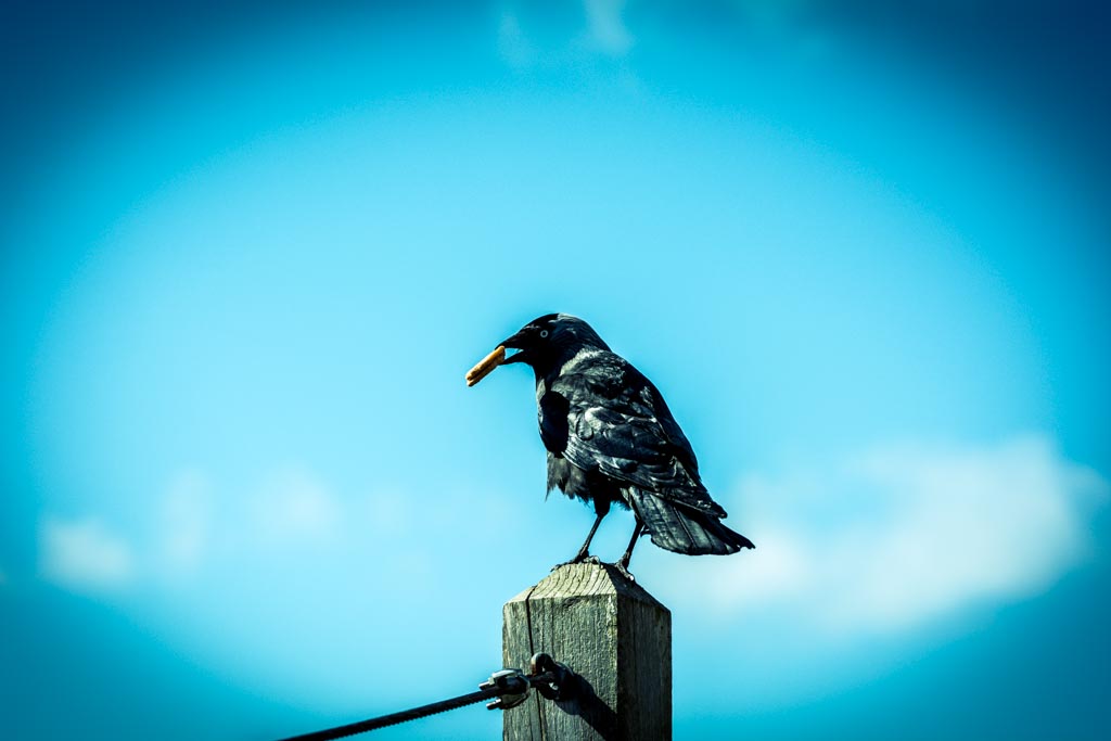 Perky Bird – Simon Geldner